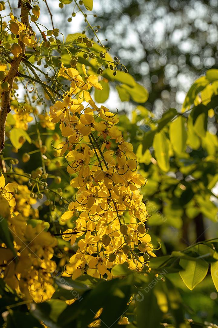 Arvore Da Chuva Dourada Chuva Dourada (cassia Fístula), Árvore