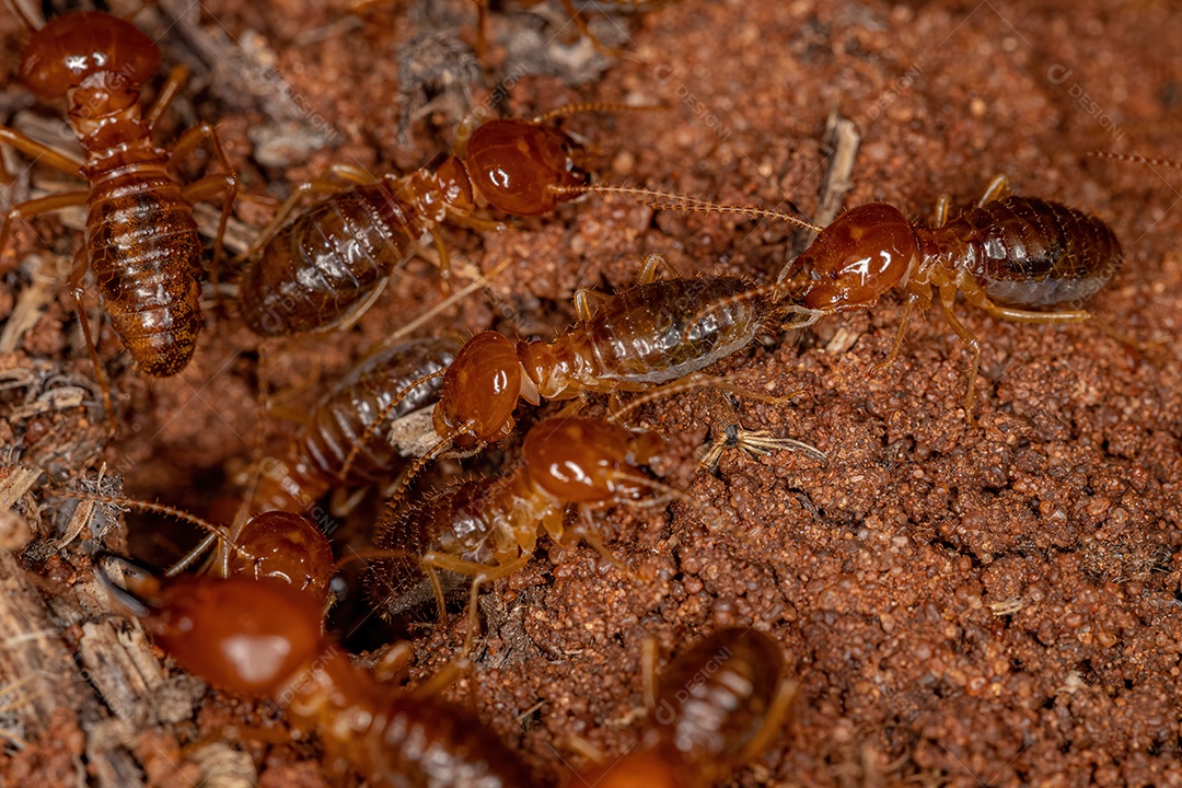 Térmitas de focinho adulto da espécie Syntermes molestus [download ...