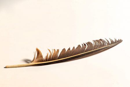 Pena, bela pena fotografada na superfície branca [download] - Designi