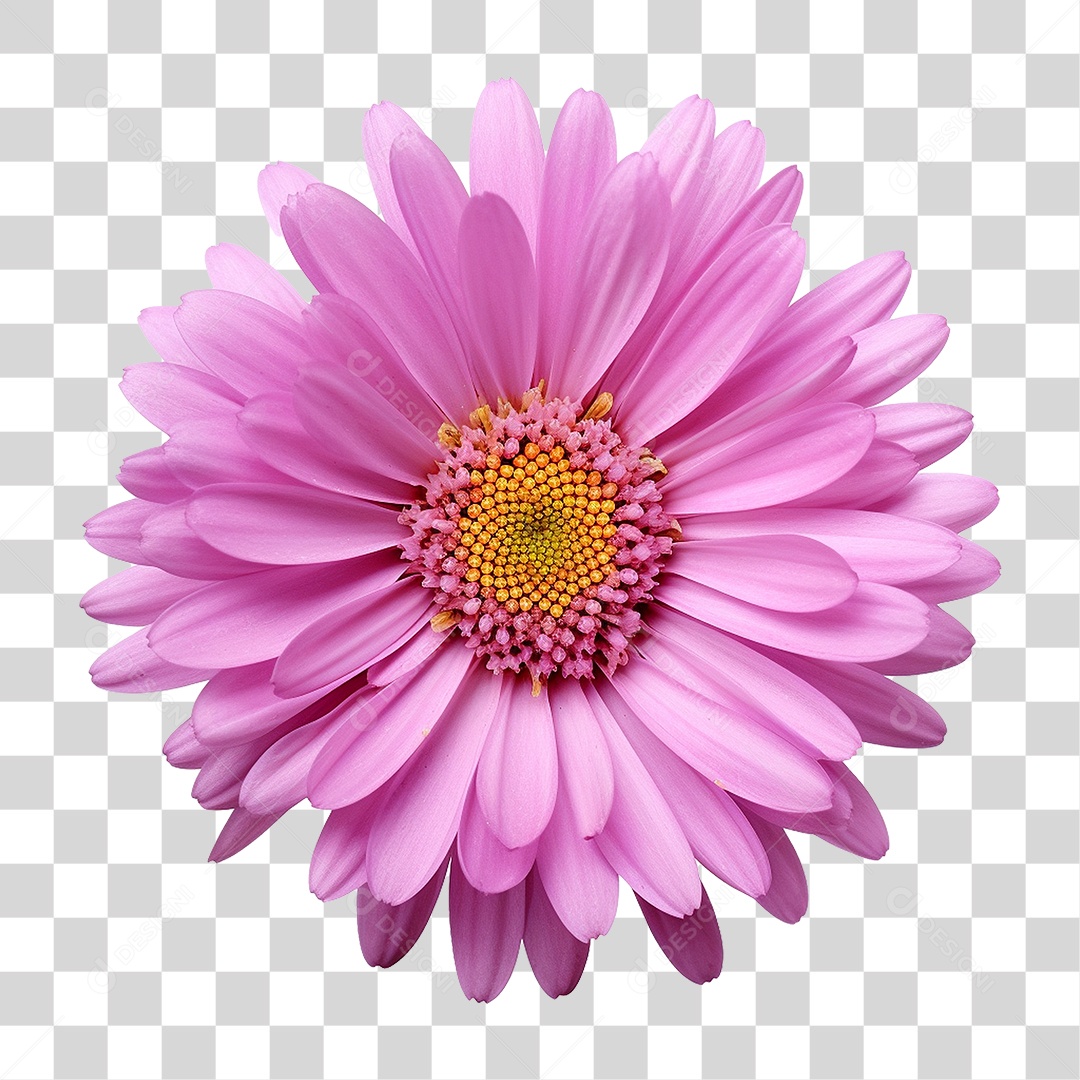 Flores Rosas Plantas PNG Transparente [download] - Designi