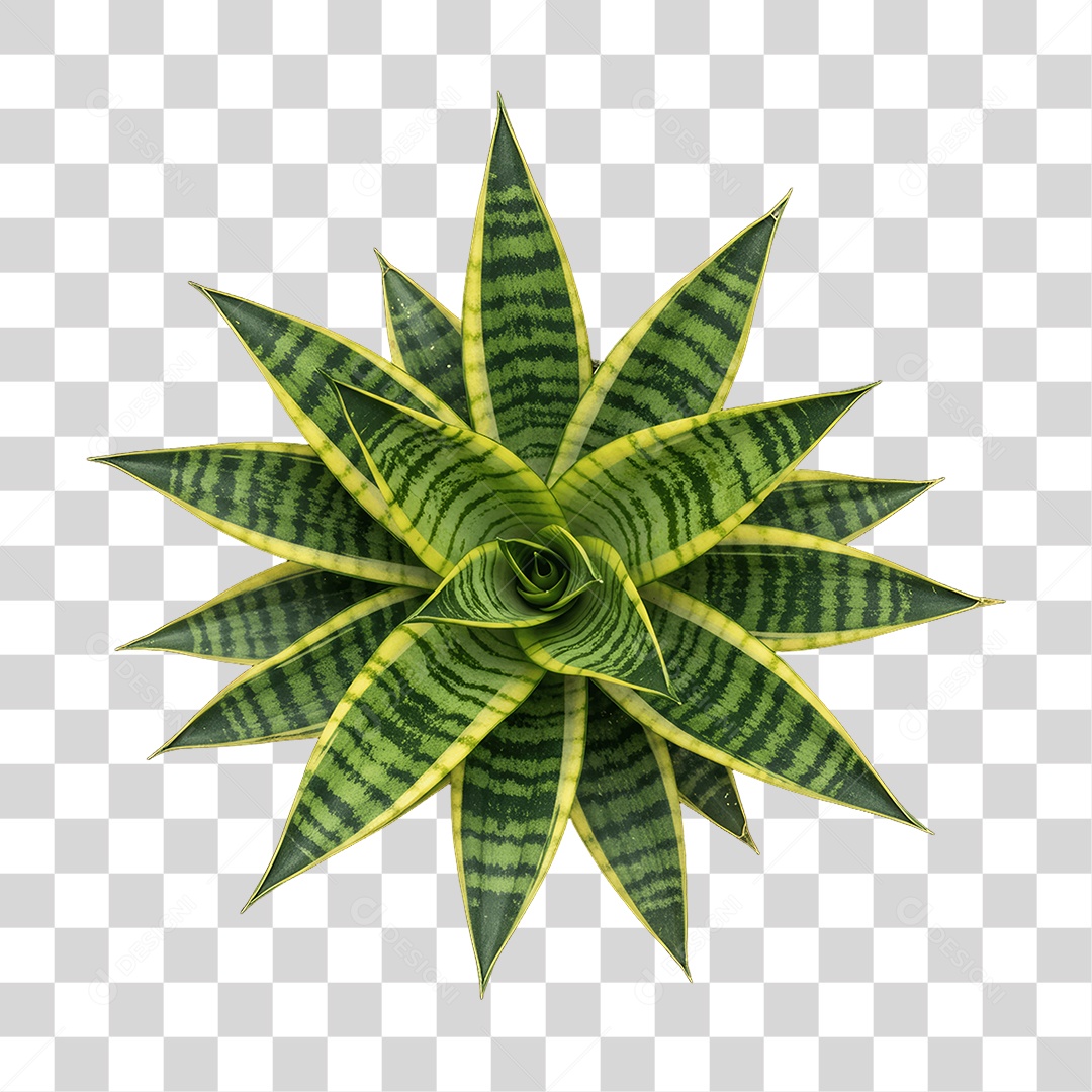 Plantas Folhas PNG Transparente [download] - Designi