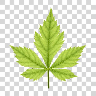 Plantas Folhas PNG Transparente [download] - Designi